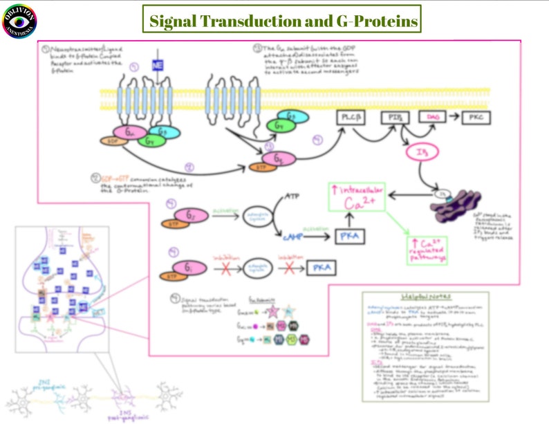 Signal Transduction GPCR Study Guide Cheat Sheet Nurse Anesthesia CRNA ...