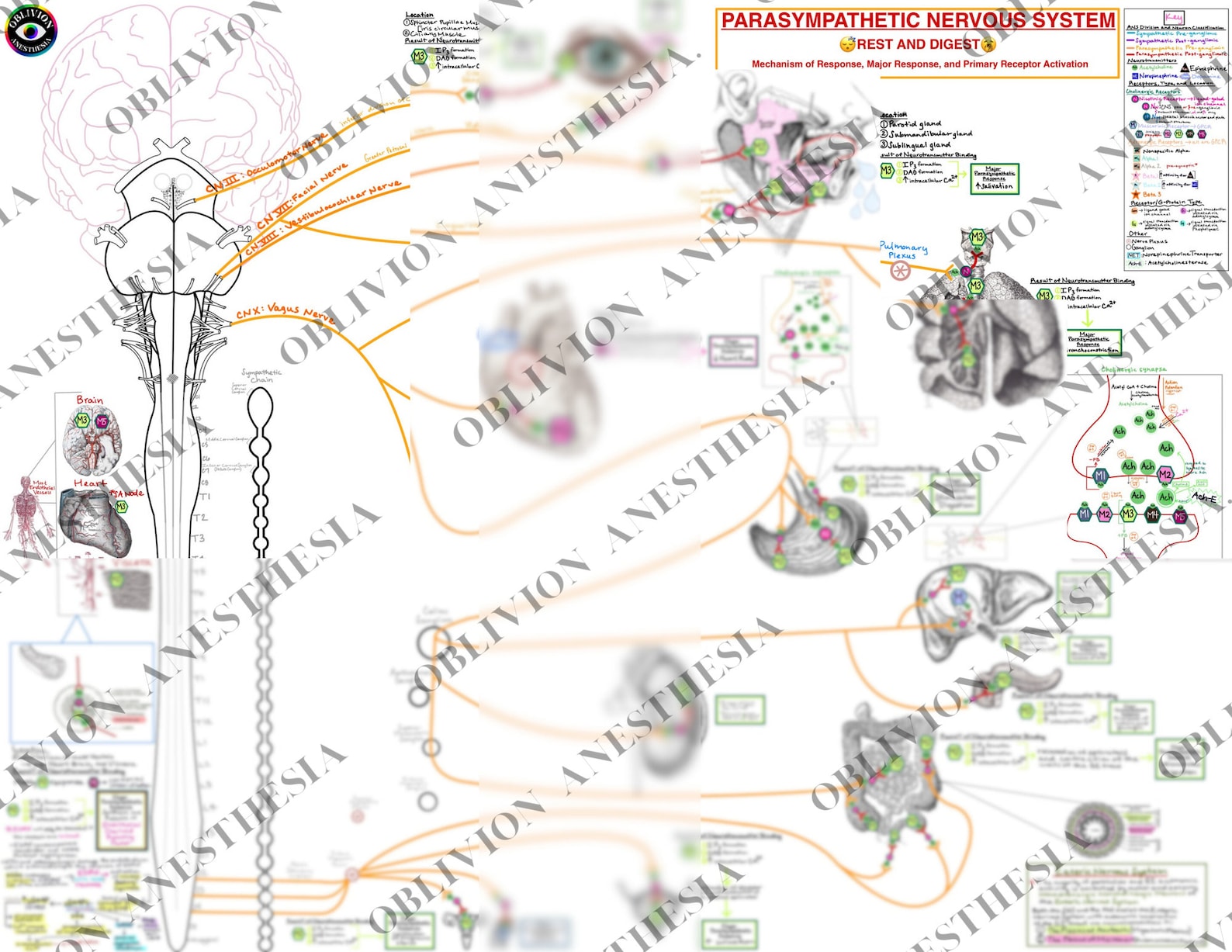 Autonomic Nervous System Study Guide Nurse Anesthesia Nursing and ...