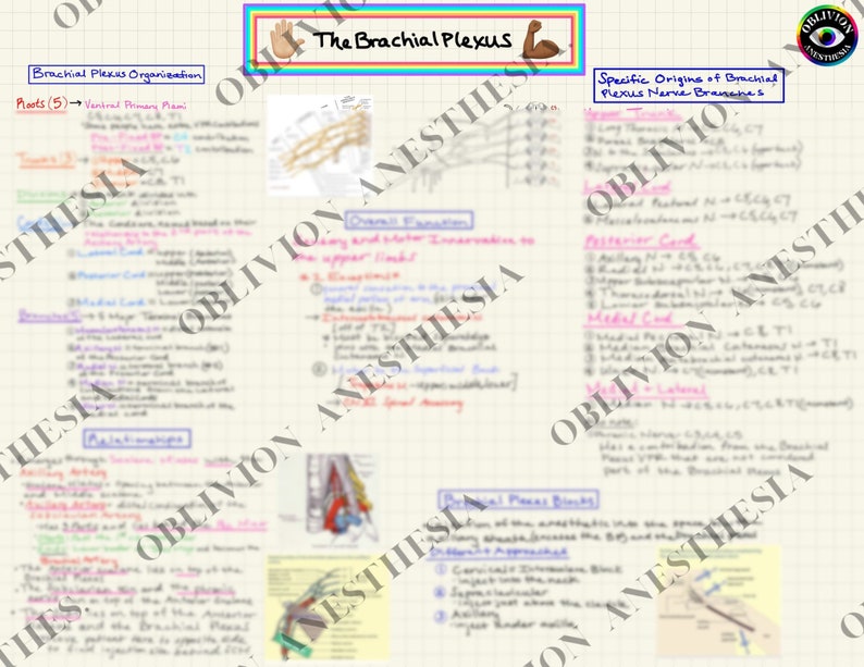 Brachial Plexus Study Guide Anesthesia SRNA CRNA Notes Cheat Sheet - Etsy