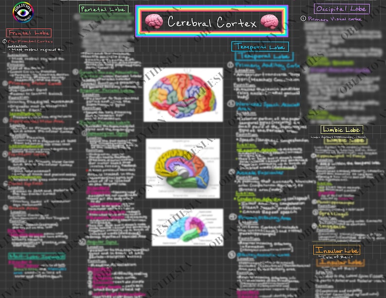Brain Anatomy Study Guide Physiology Cheat Sheet Cheat Sheet Nurse Anesthesia CRNA SRNA - Etsy