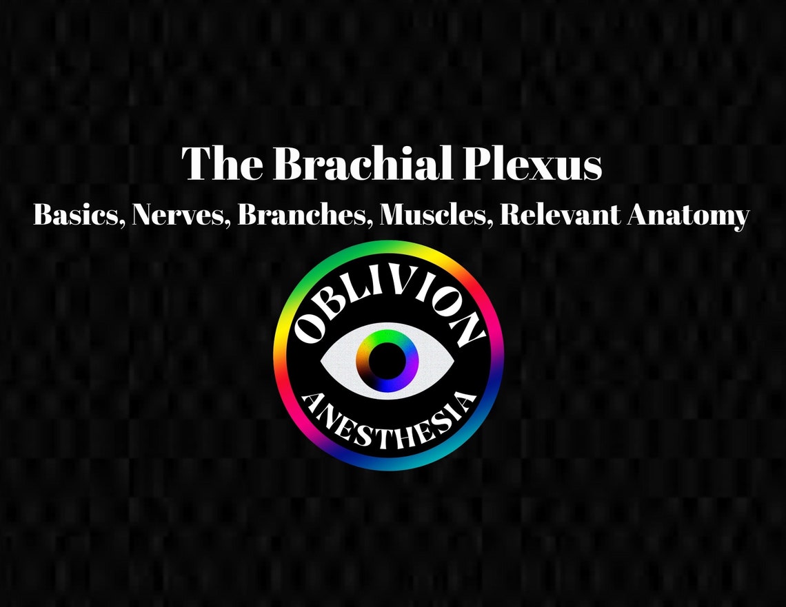 Anatomy Brachial Plexus Study Guide RN Cheat Sheet Nurse Anesthesia CRNA SRNA Medical Student ...