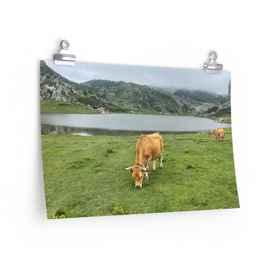 Cow Photo Print Cow Mountain Photo Nature Wall Art Poster Gift - Etsy