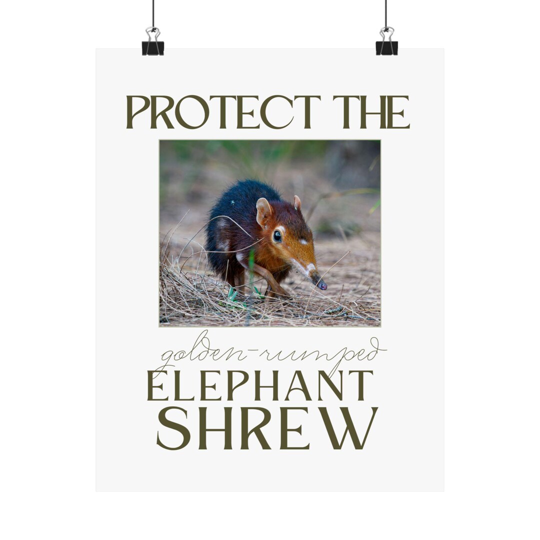 Golden-rumped Elephant Shrew Posters - Etsy