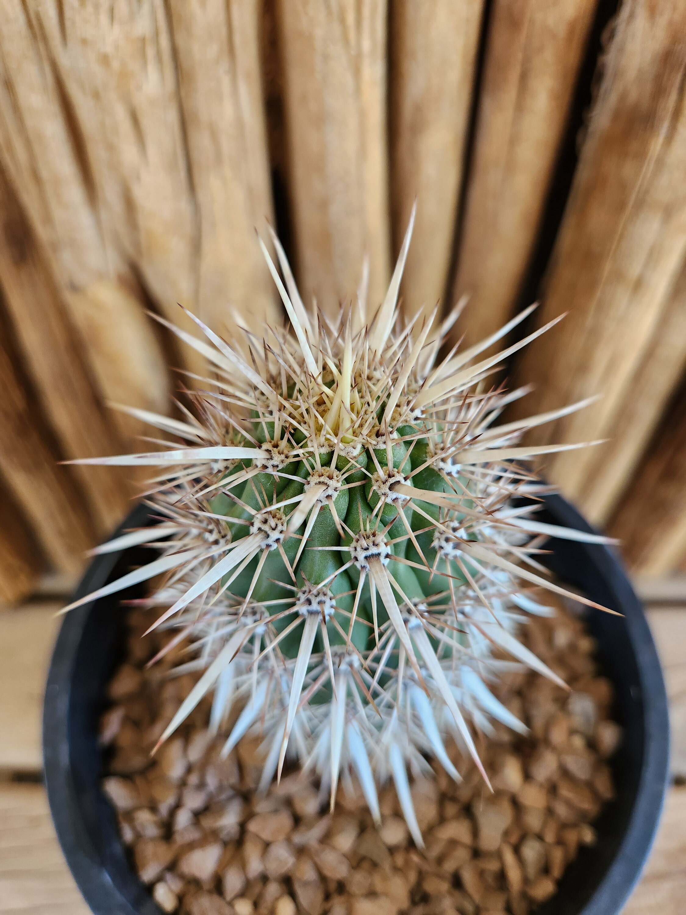 Stenocereus Eruca Creeping Devil Cactus Caterpillar Cactus - Etsy