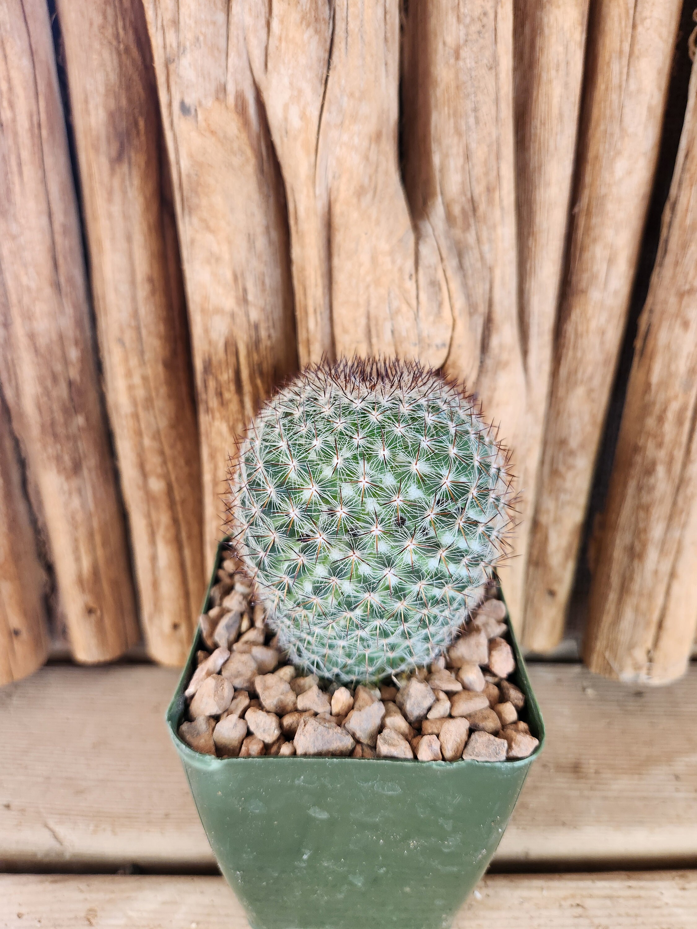 Mammillaria Rhodantha Subs. Mccartenii Rainbow Pincushion - Etsy