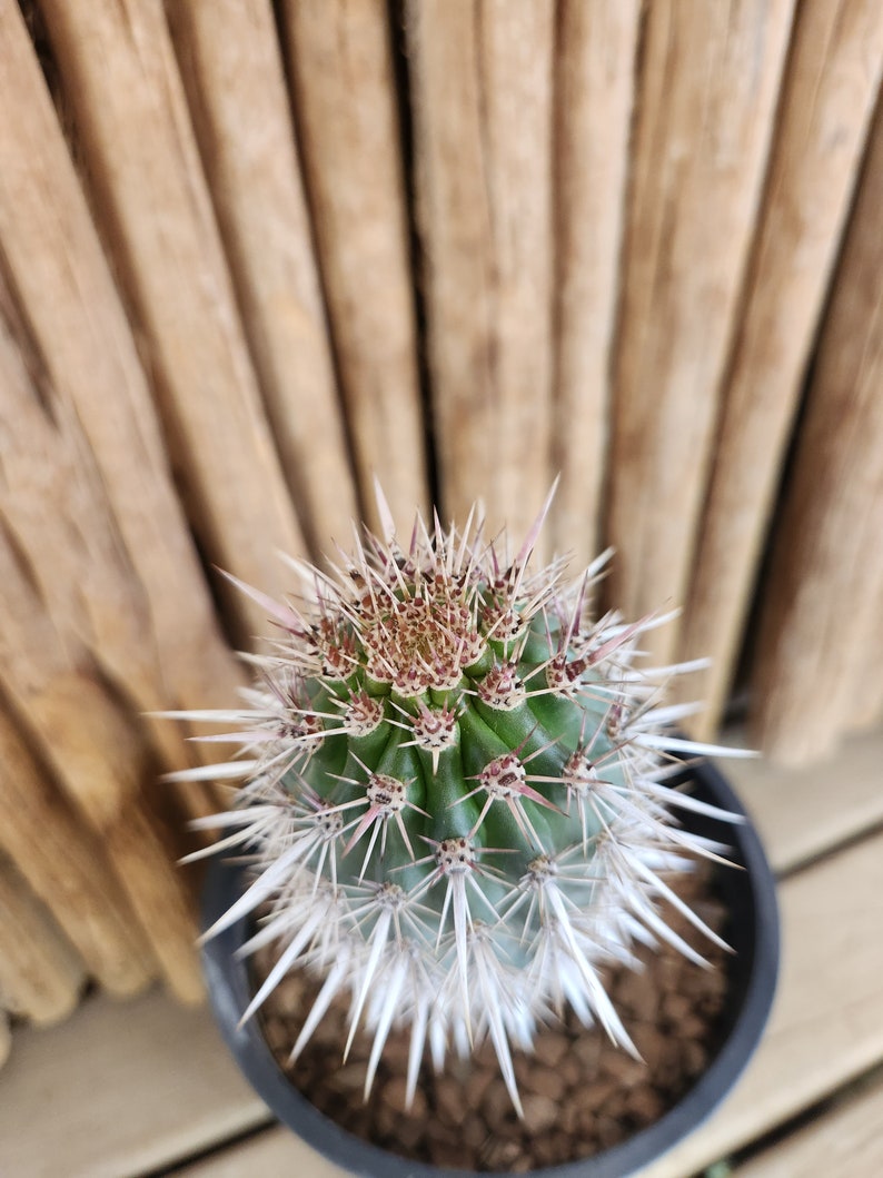 Stenocereus Eruca Creeping Devil Cactus Caterpillar Cactus Live Cactus ...