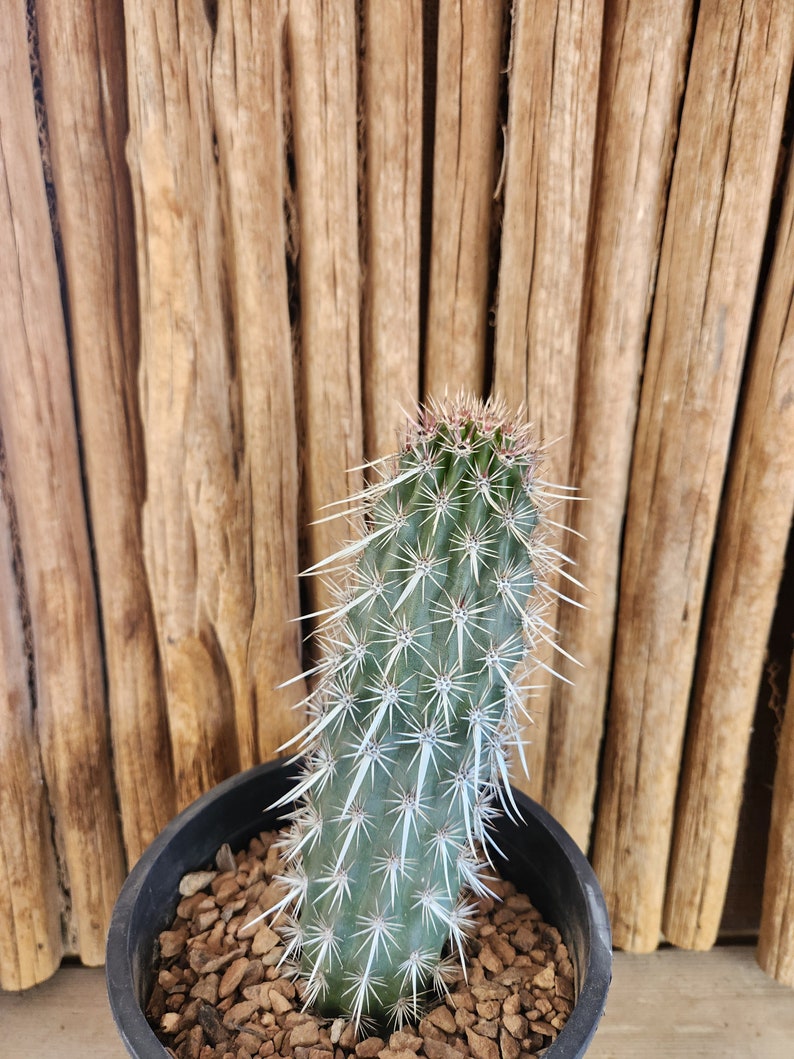 Stenocereus Eruca Creeping Devil Cactus Caterpillar Cactus Live Cactus ...