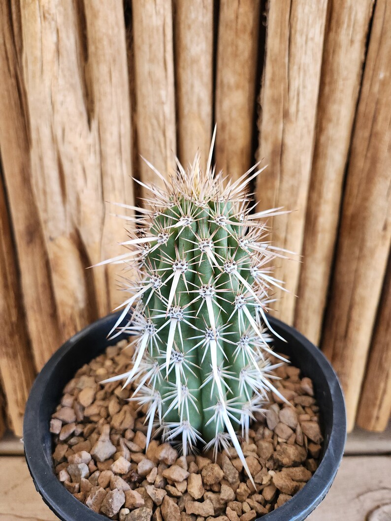 Stenocereus Eruca Creeping Devil Cactus Caterpillar Cactus - Etsy