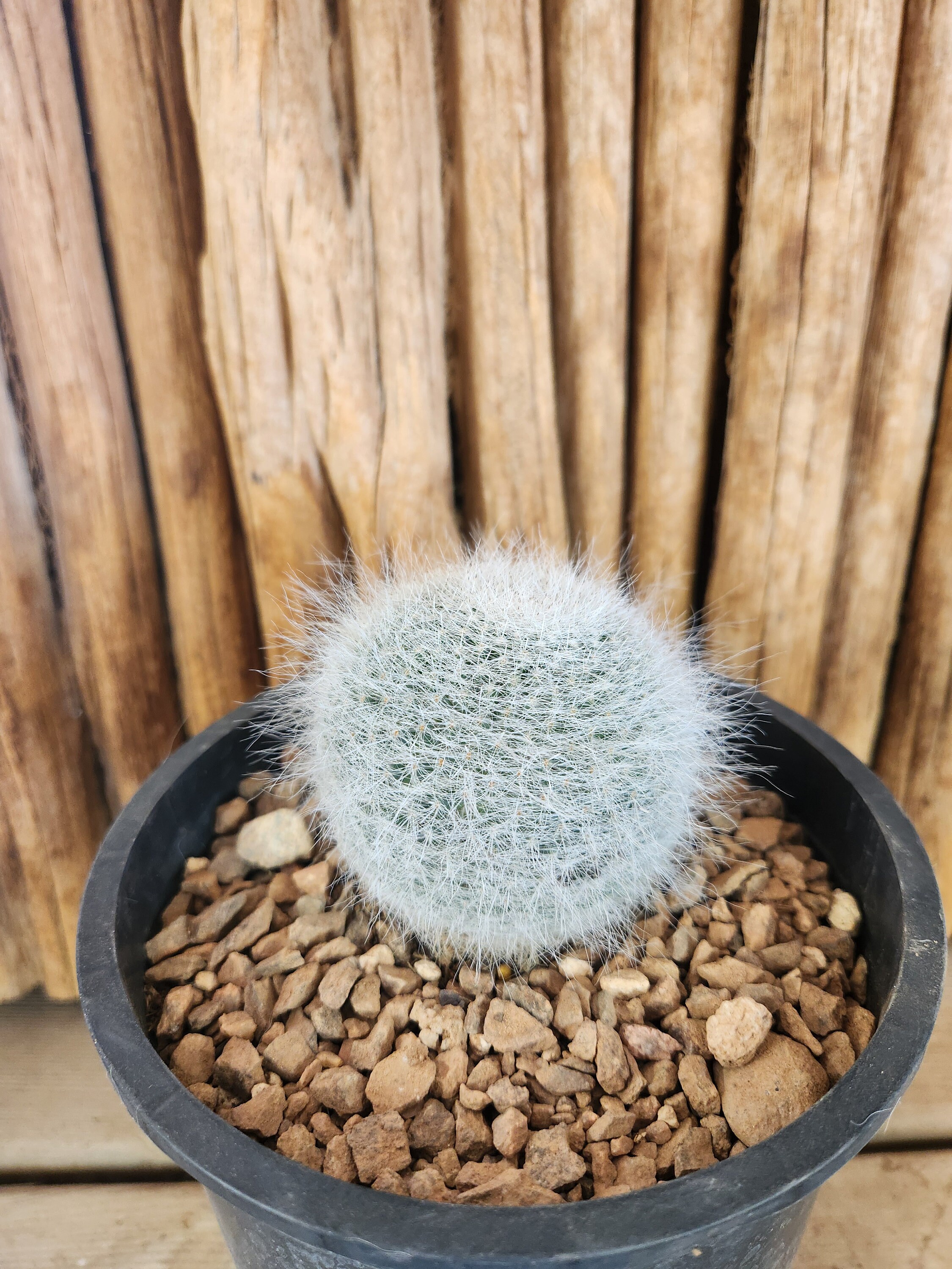 Mammillaria Hahniana Old Lady Pincushion Birthday Cake Cactus Live ...