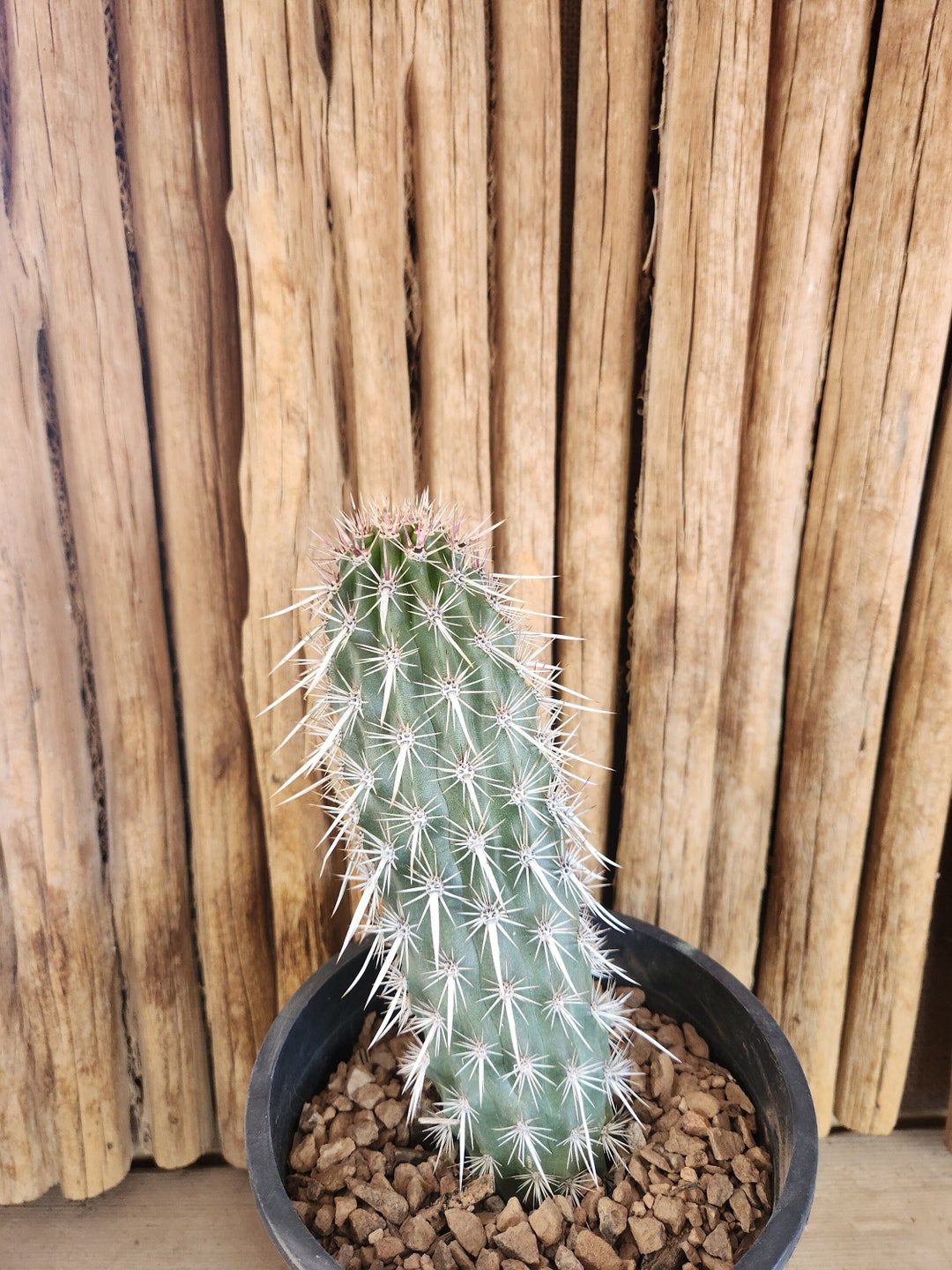 Stenocereus Eruca Creeping Devil Cactus Caterpillar Cactus Live Cactus ...