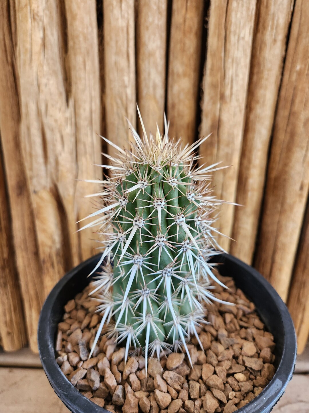 Stenocereus Eruca Creeping Devil Cactus Caterpillar Cactus - Etsy