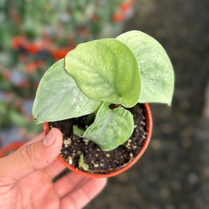 Scindapsus Pictus Platinum Java - 4" From Myplants - Etsy