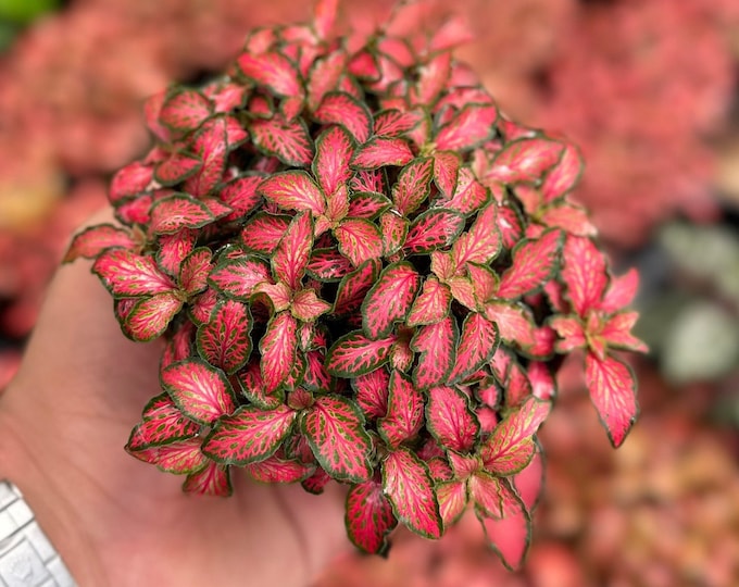 Fire Tail Fittonia - 4" From Myplants - Etsy