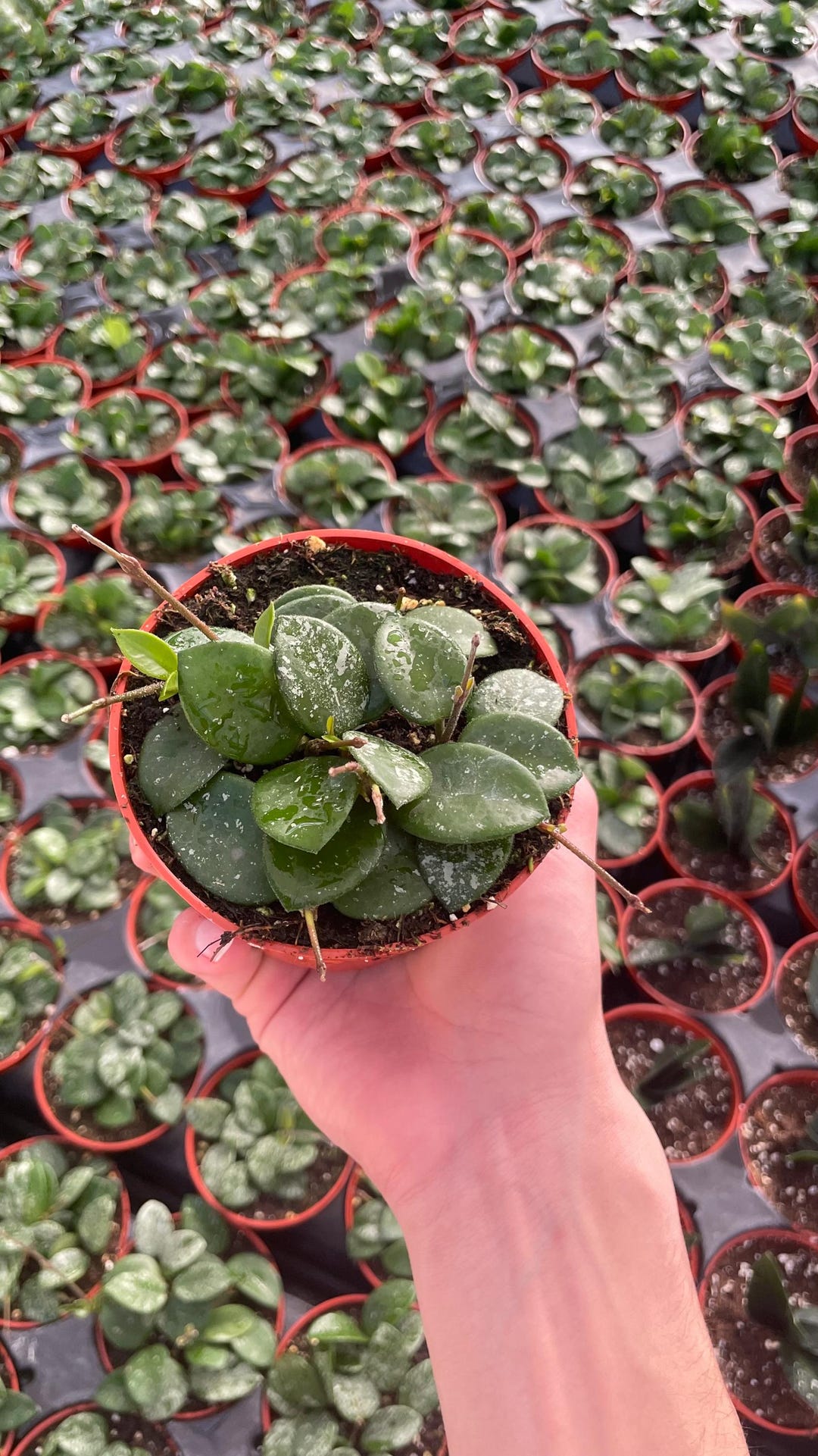 Hoya Mathilde Splash - 4" From Myplants - Etsy