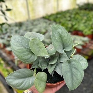 Scindapsus Pictus Platinum Java - 6" From Myplants - Etsy