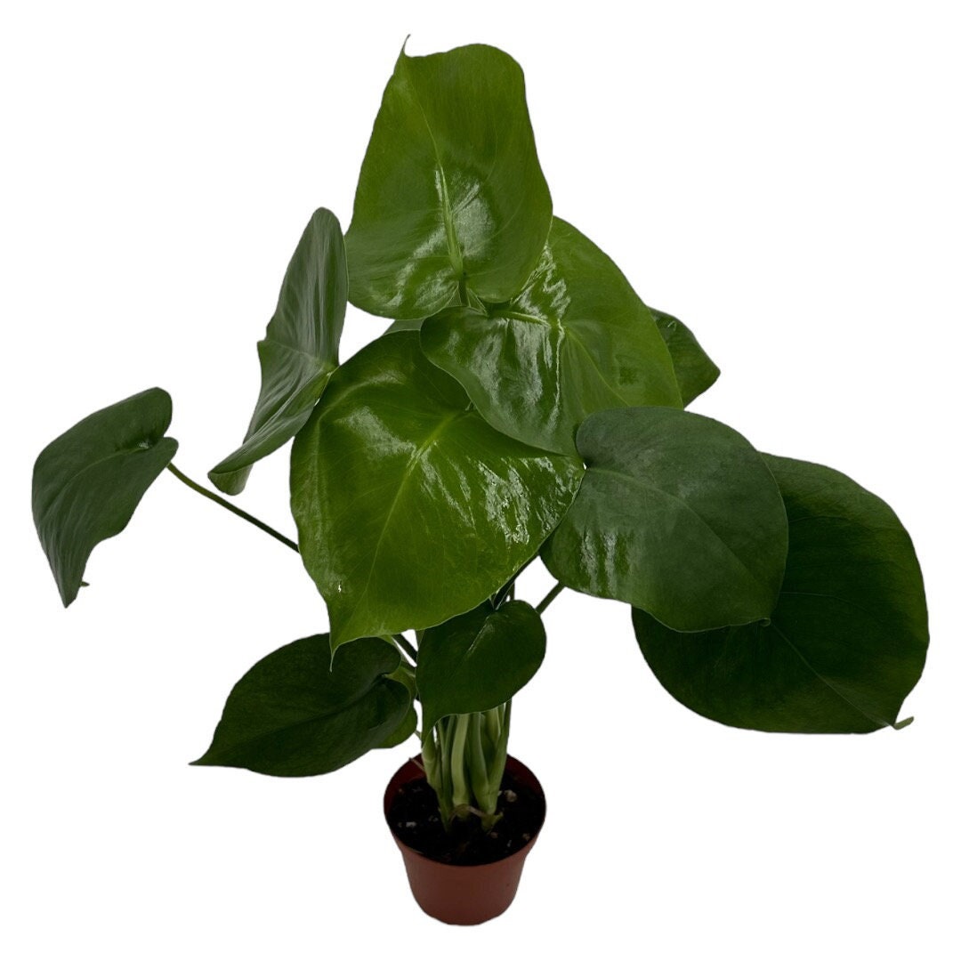 Monstera Split Leaf 4 From Myplants - Etsy