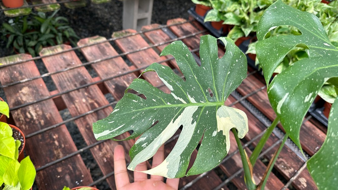 Monstera Thai Constellation 6 From Myplants - Etsy