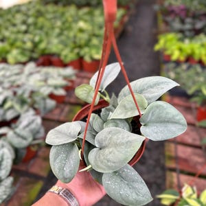 Scindapsus Pictus Platinum Java - 6" From Myplants - Etsy