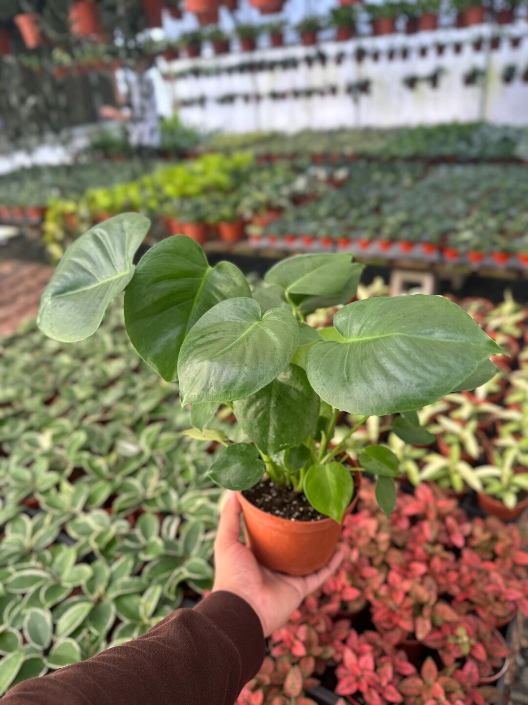 Monstera Split Leaf - 6" From Myplants - Etsy