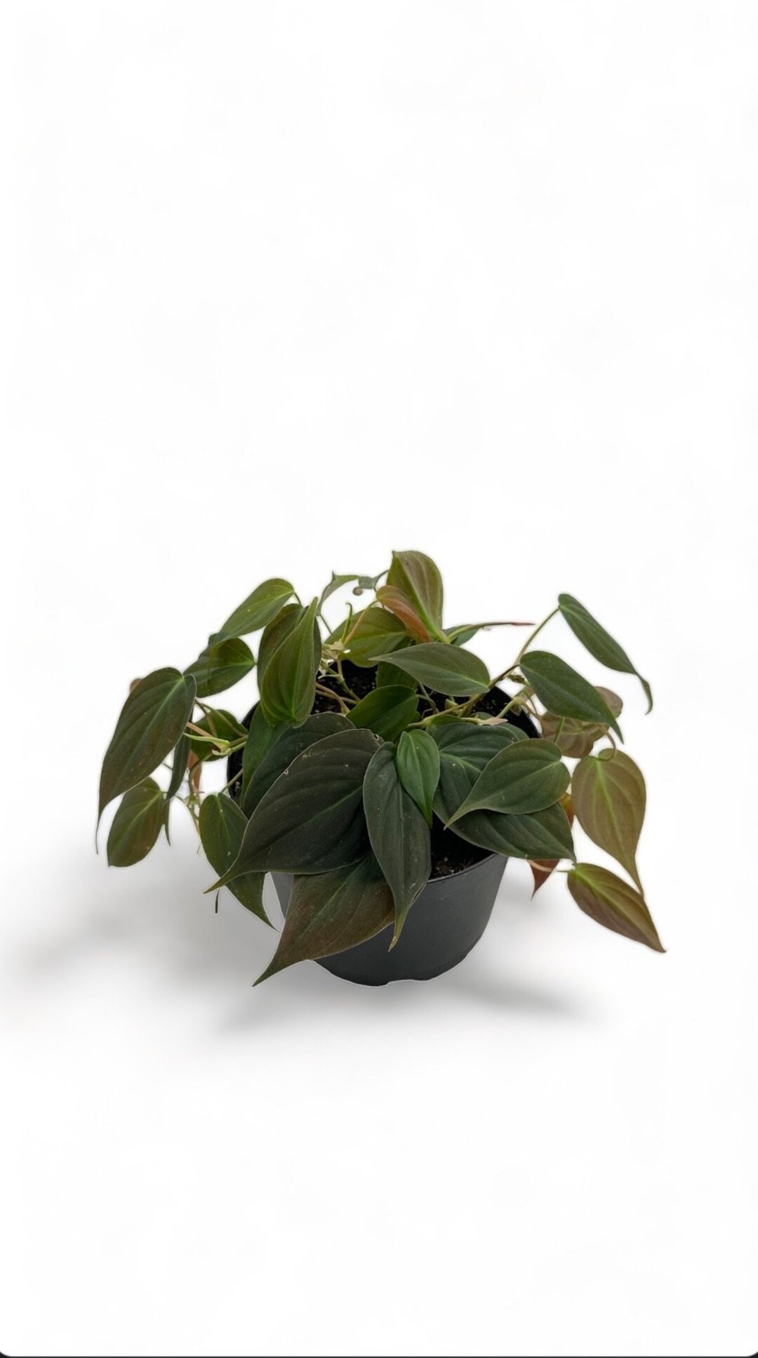 Philodendron Micans 6 From Myplants - Etsy