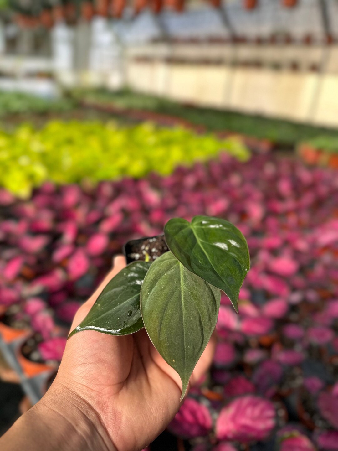 Philodendron Micans 2 From Myplants - Etsy