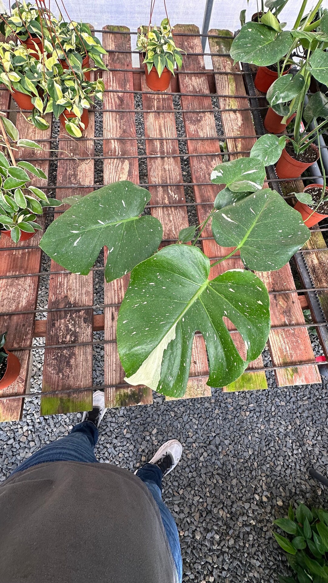 Monstera Thai Constellation 6 From Myplants - Etsy