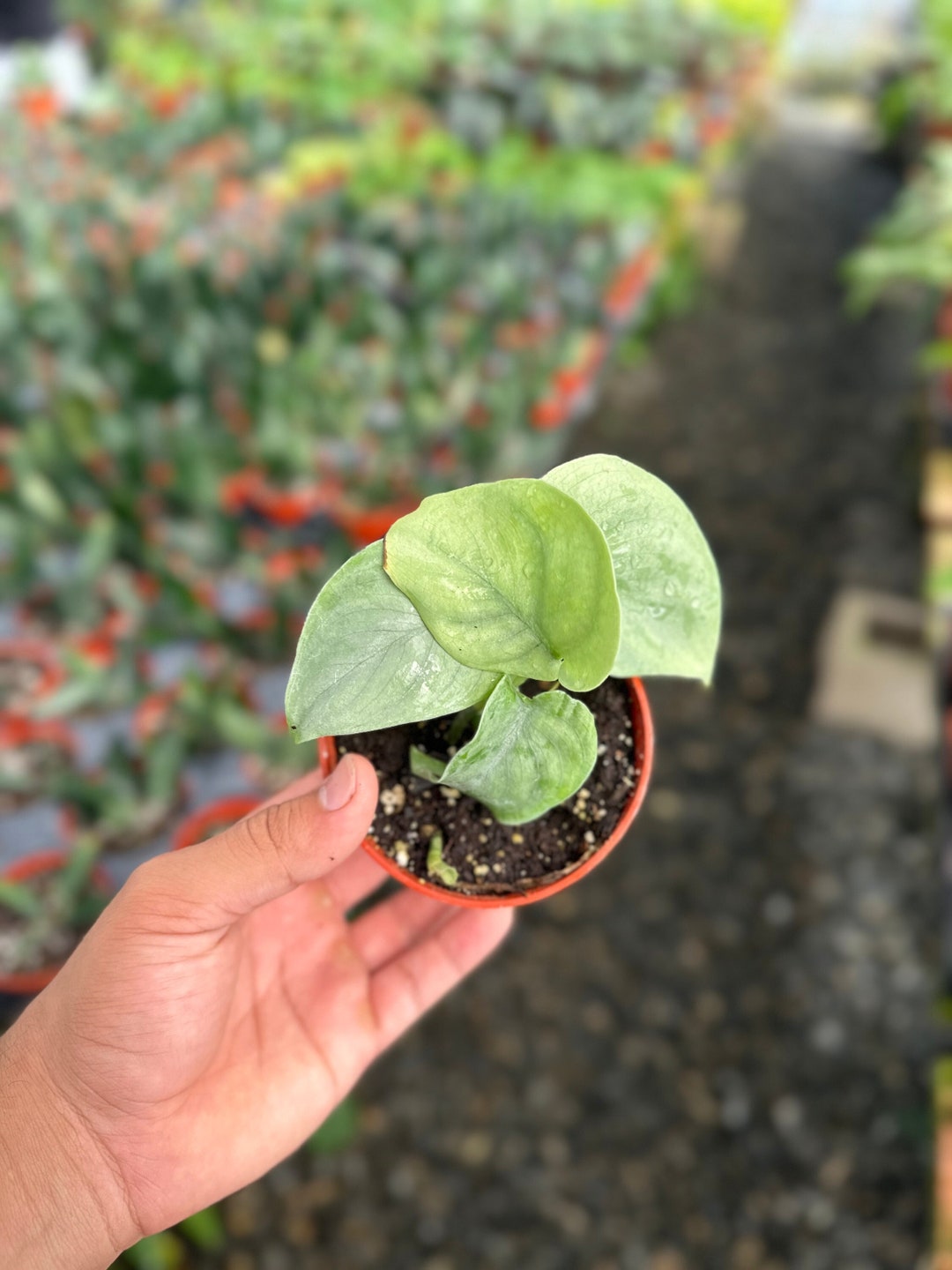 Scindapsus Pictus Platinum Java - 4" From Myplants - Etsy