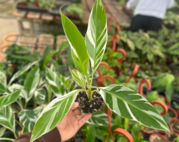 Variegated Banana Tree (white Musa Florida) - 4" From Myplants - Etsy