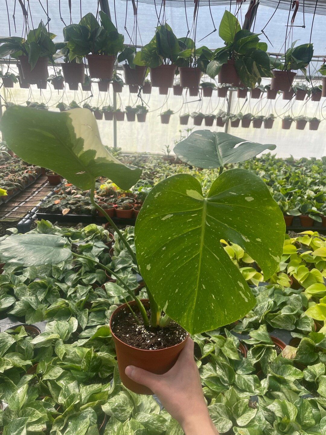 Monstera Thai Constellation 6 From Myplants - Etsy