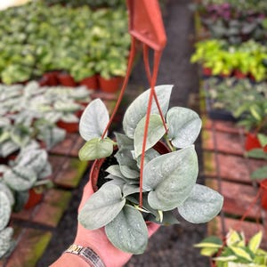 Scindapsus Pictus Platinum Java - 6" From Myplants - Etsy