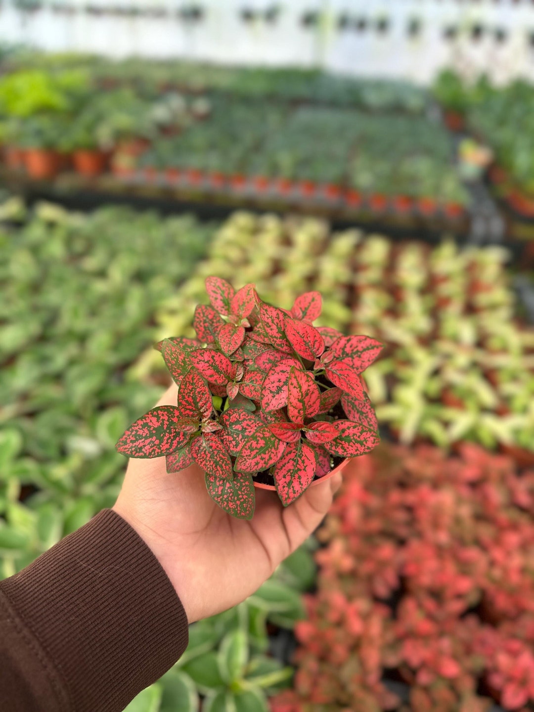 Tricolor Polka Dot Plant - Hypoestes Red - 4" From Myplants - Etsy