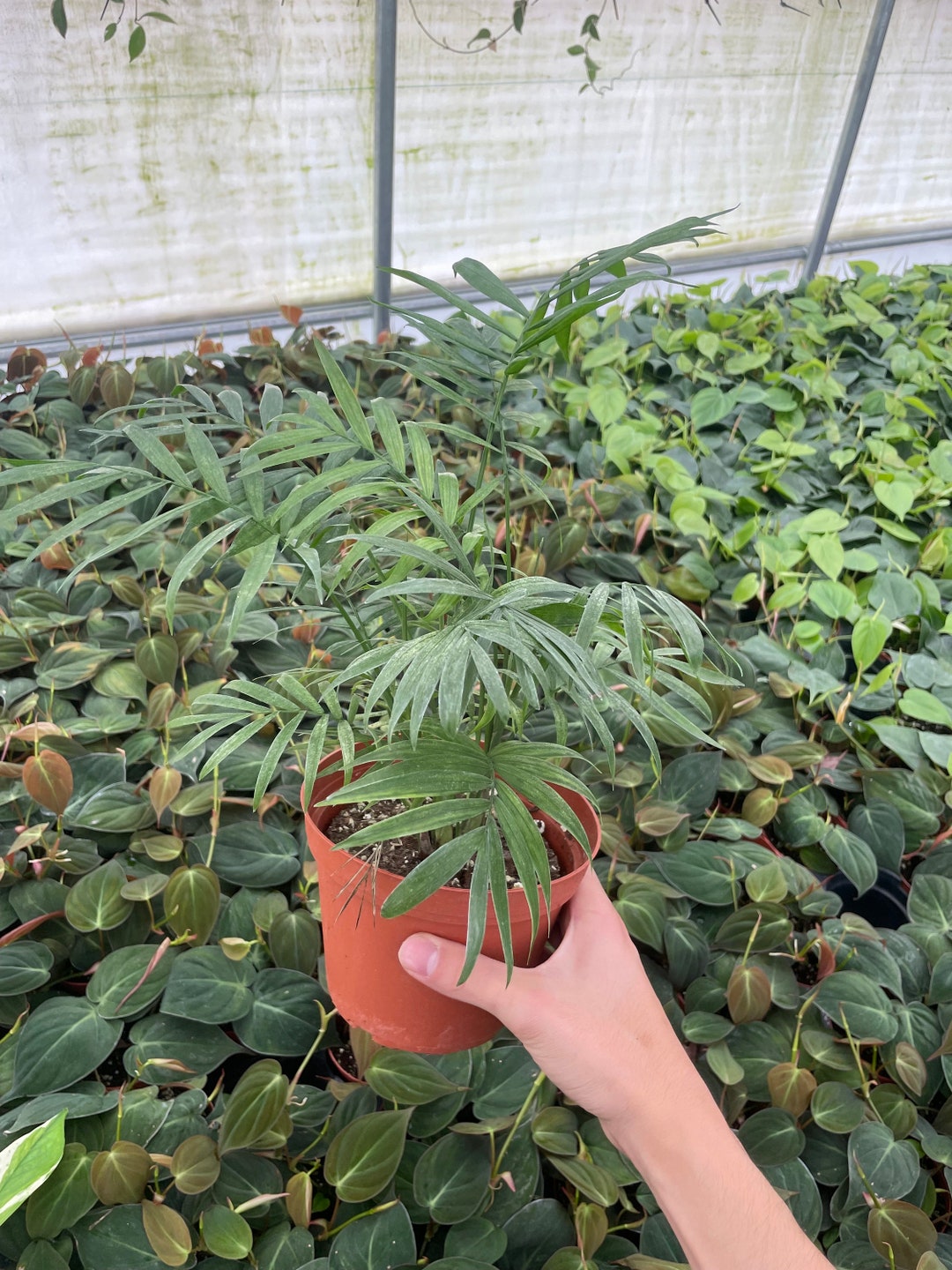 Neanthe Bella Palm Chamaedorea Elegans 6 From Myplants - Etsy