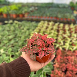Tricolor Polka Dot Plant Hypoestes Red 4 From Myplants - Etsy