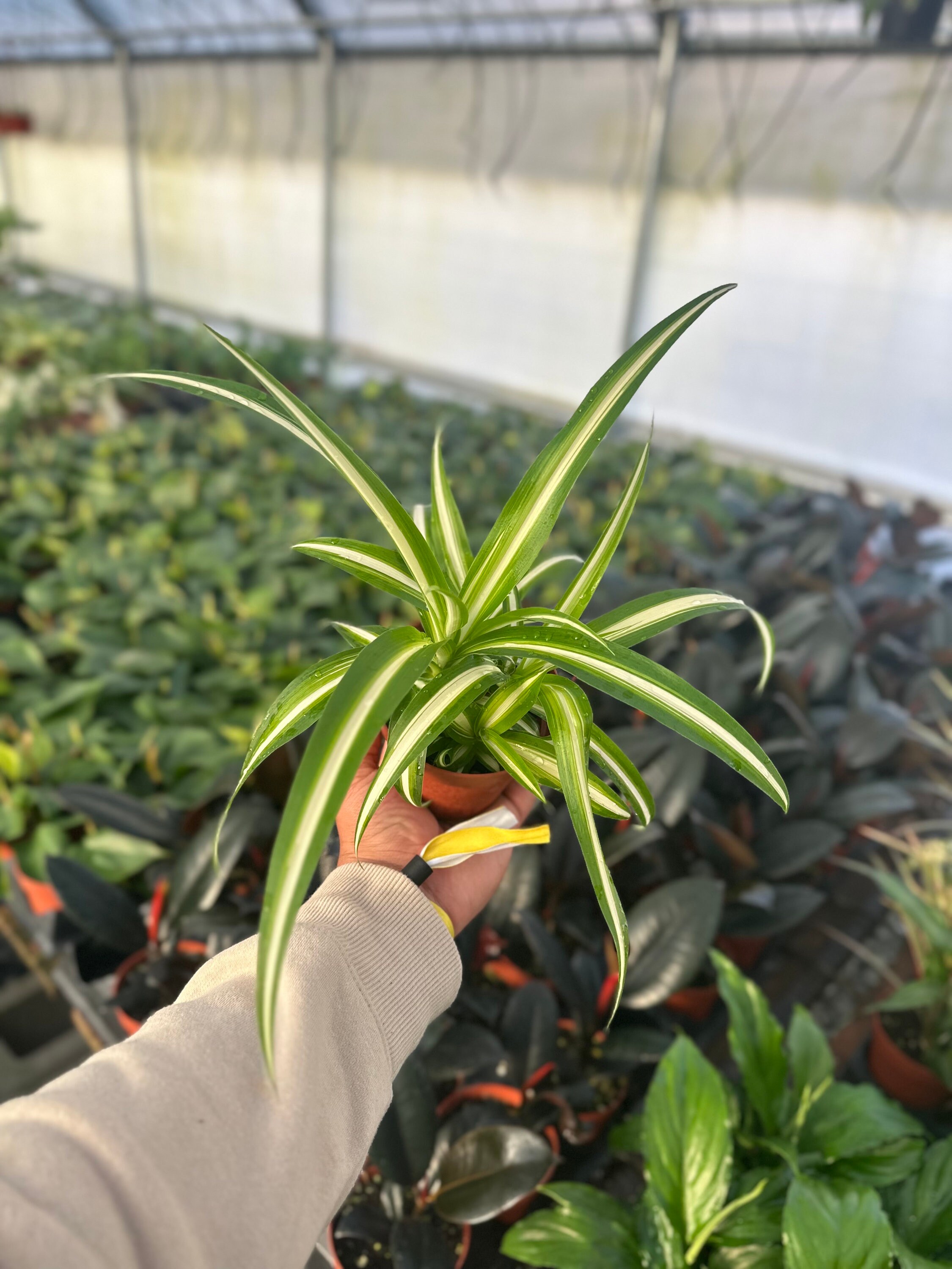 Spider Plant - 4" From Myplants - Etsy