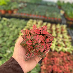 Tricolor Polka Dot Plant Hypoestes Red 4 From Myplants - Etsy