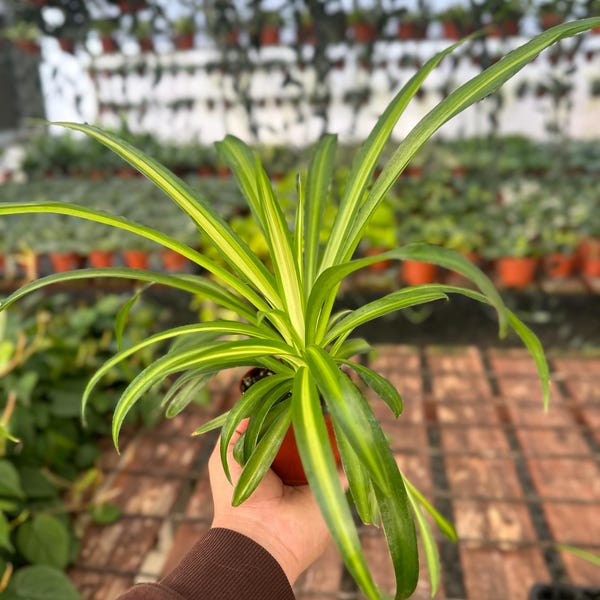 Spider Plant - Etsy