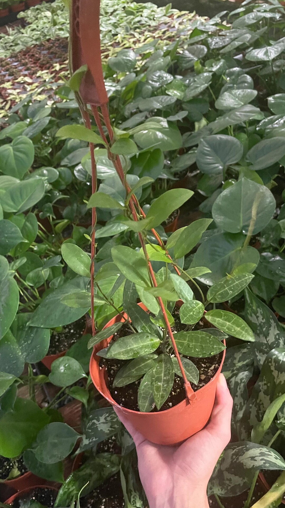 Hoya Elliptica 6 From Myplants - Etsy