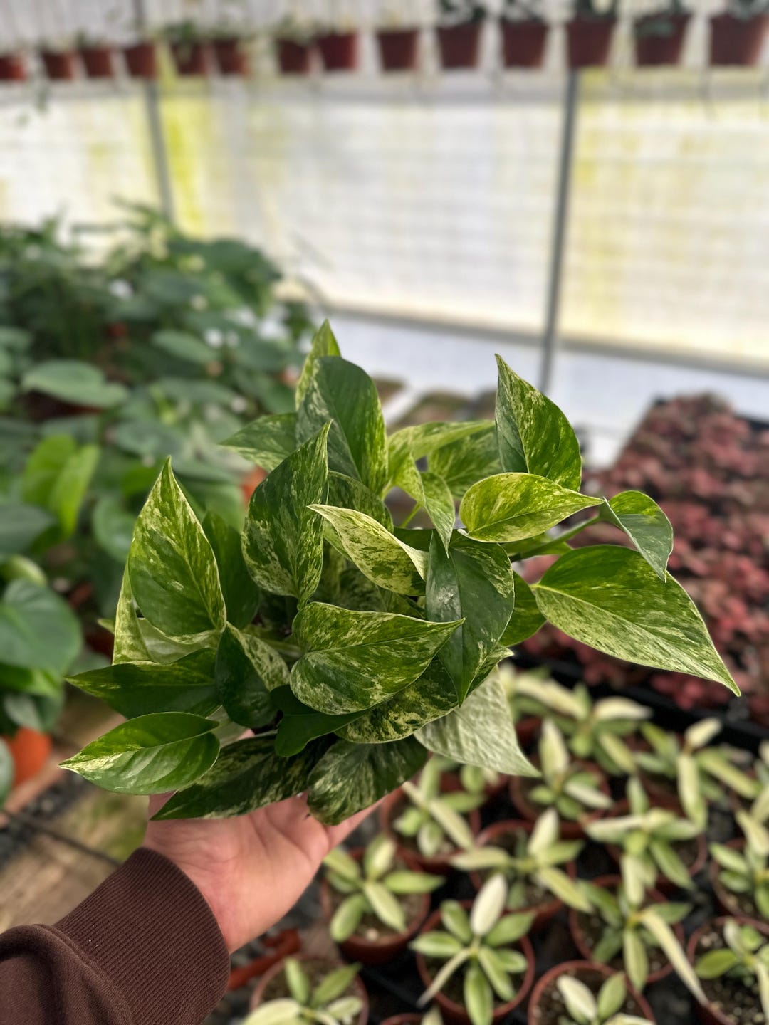 Marble Queen Pothos - Epipremnum Aureum - 6” From Myplants - Etsy