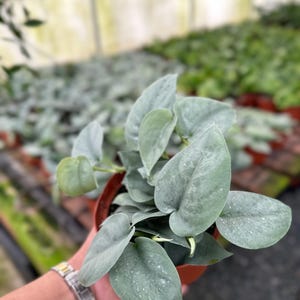 Scindapsus Pictus Platinum Java - 6" From Myplants - Etsy