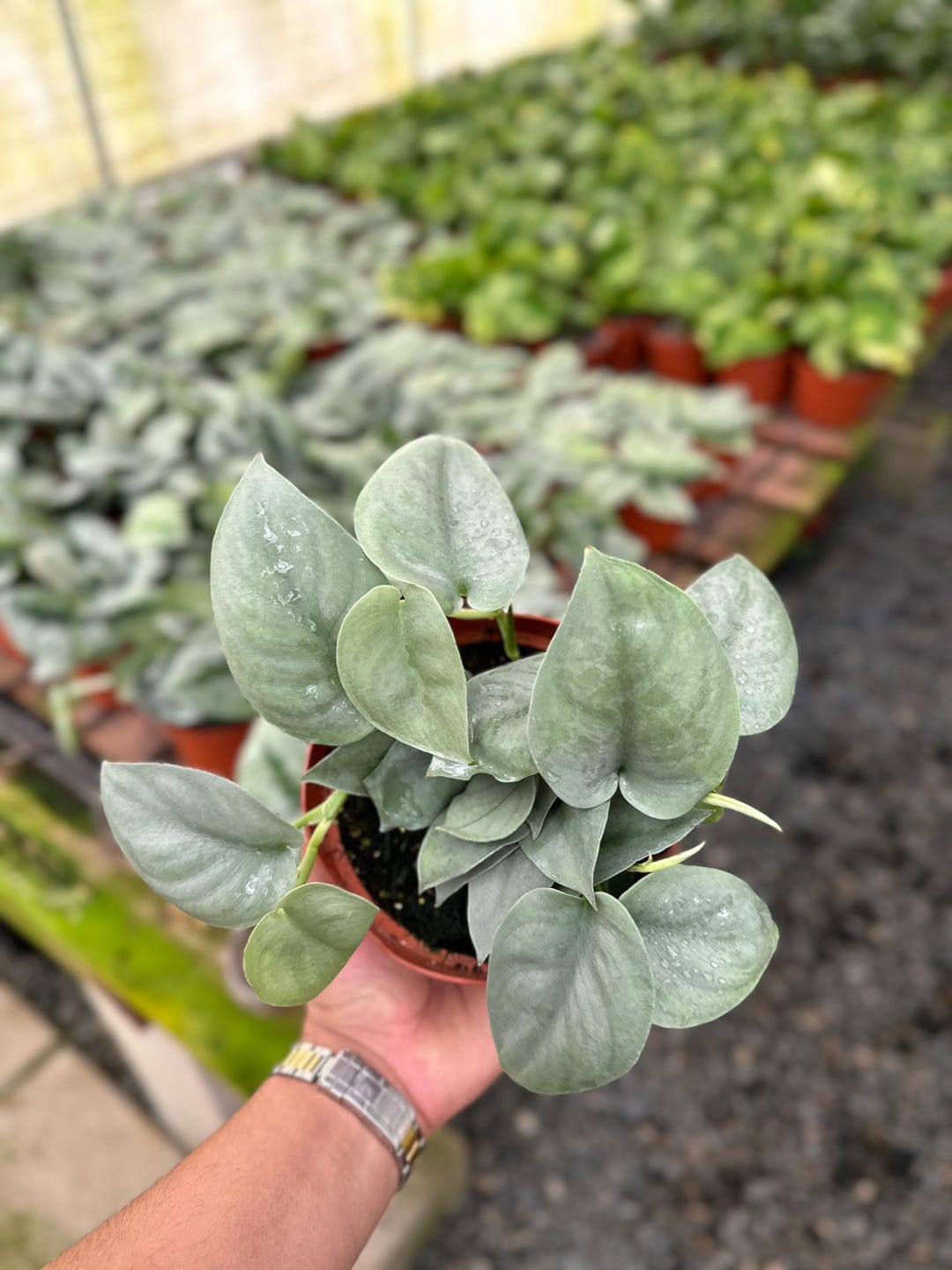 Scindapsus Pictus Platinum Java - 6" From Myplants - Etsy