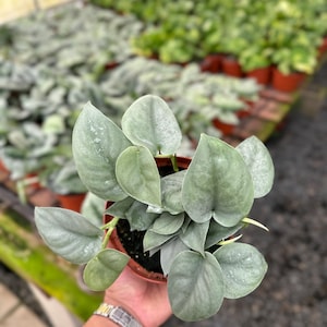 Scindapsus Pictus Platinum Java - 6" From Myplants - Etsy