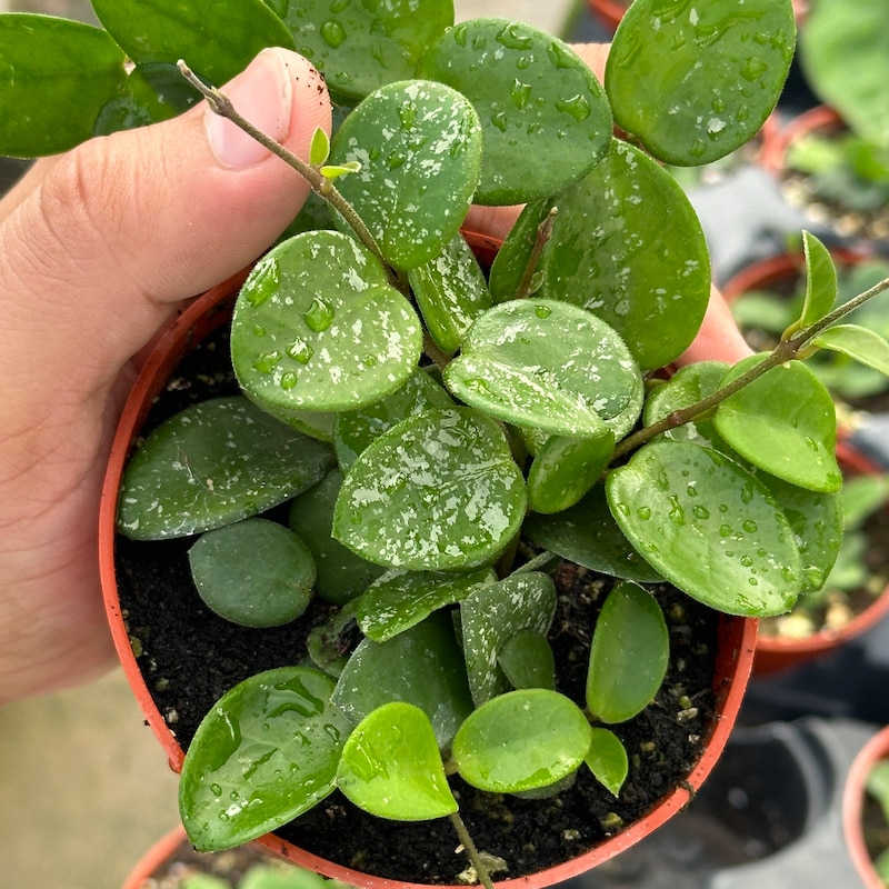 Hoya Mathilde - Etsy