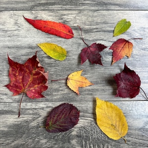 Fall for Jesus He Never Leaves Kid’s Activity Craft Paper Sunday School ...