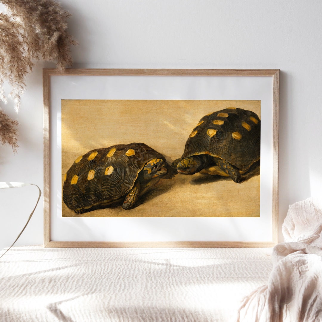 Albert Eckhout, Study of Two Brazilian Tortoises, 1640, Wall Décor Premium Canvas Paper ...