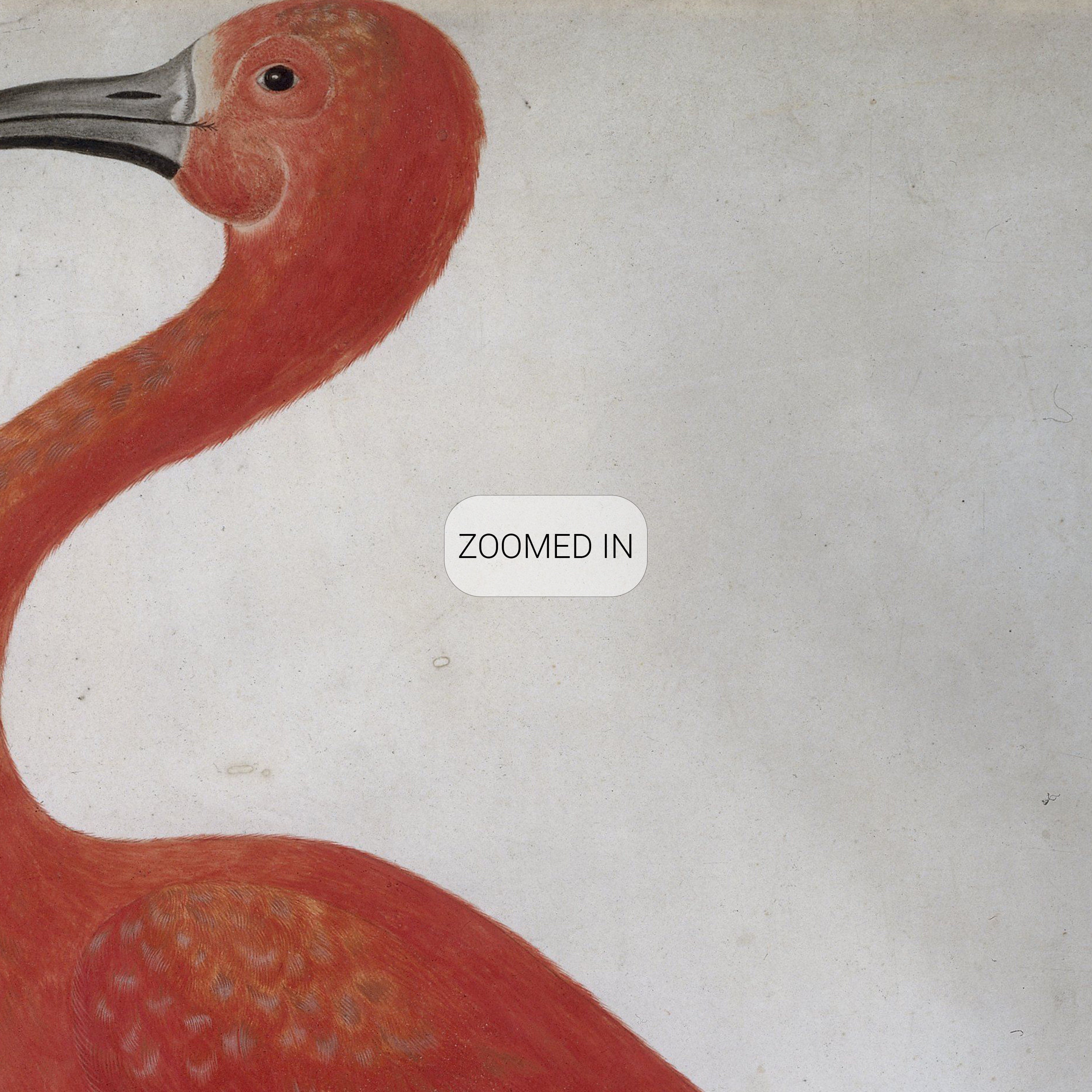 Dorothea Maria Gsell Scarlet Ibis With an Egg 1700 Wall Décor - Etsy