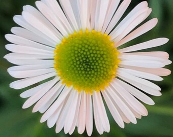 White Daisy - Flower Art Print - Botanical Watercolors Illustration ...
