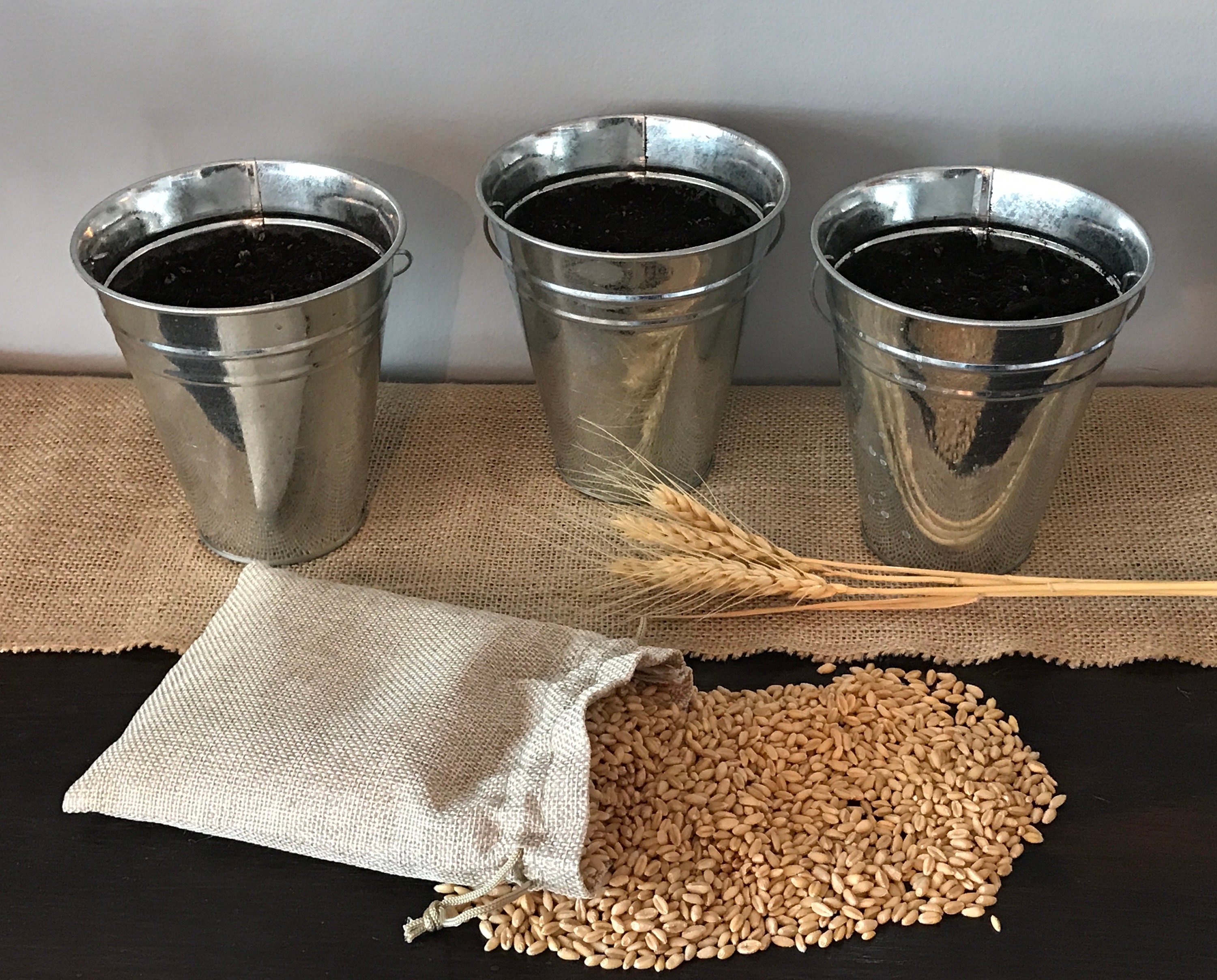Wheat Buckets- Grow Your Own Crop! - Etsy