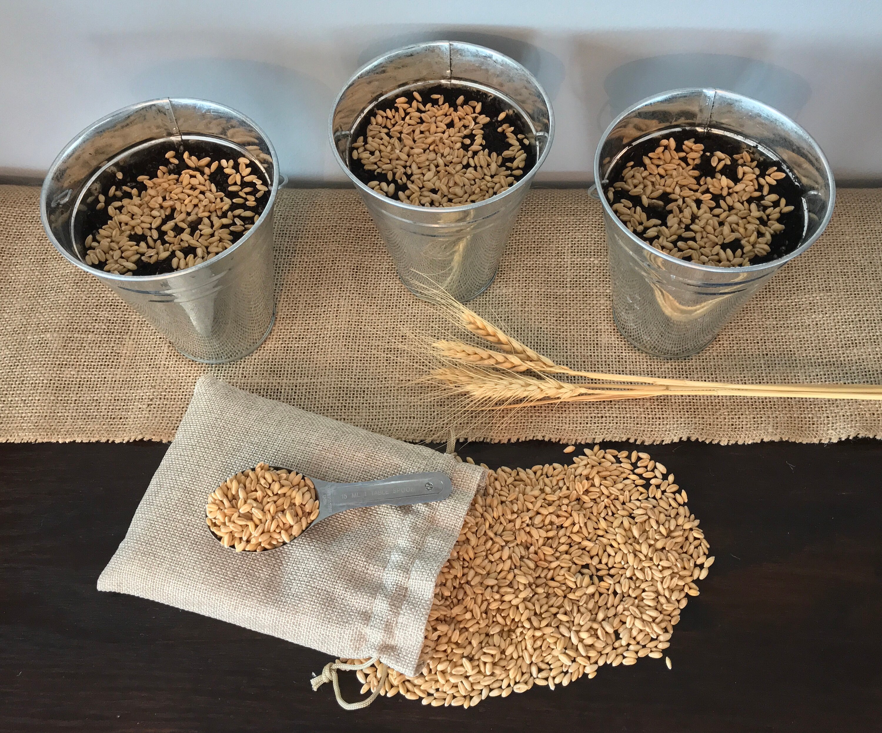 Wheat Buckets- Grow Your Own Crop! - Etsy