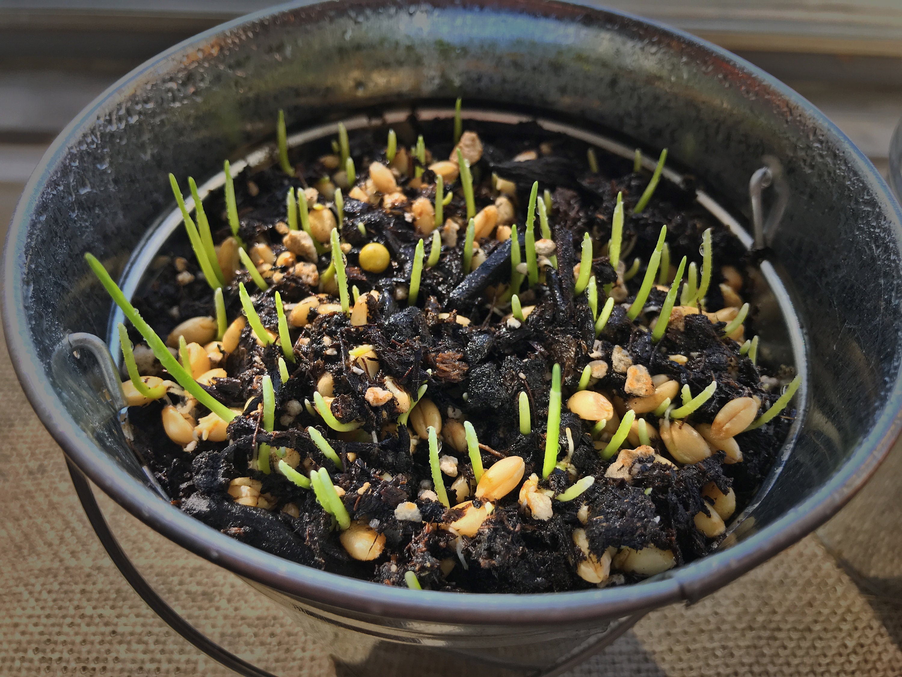 Wheat Buckets- Grow Your Own Crop! - Etsy