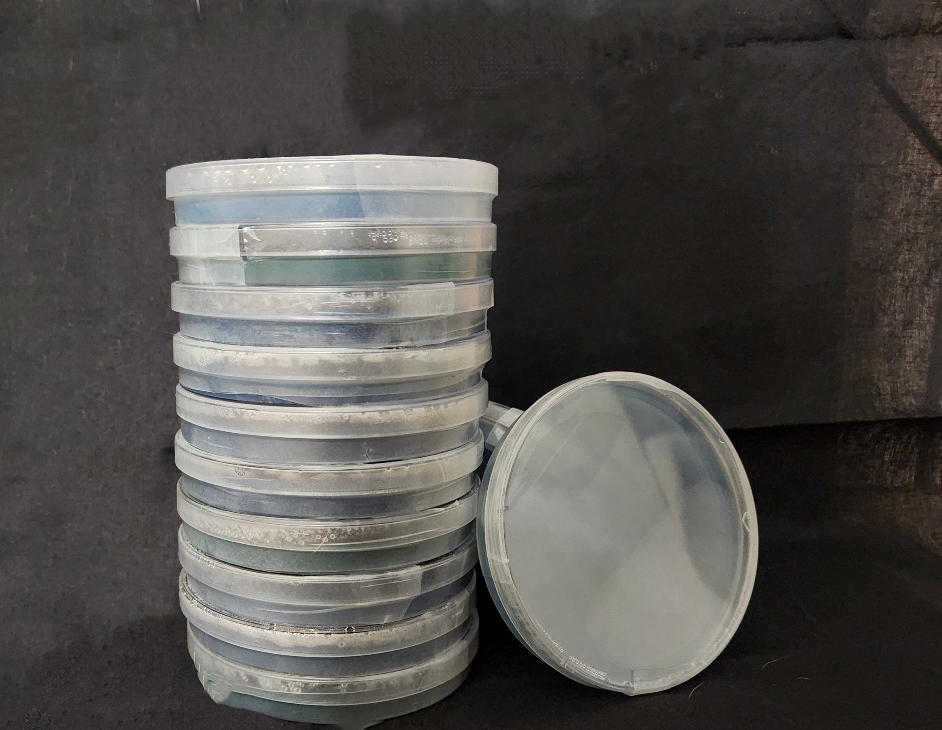 Sterile PDA Agar Plates - Etsy